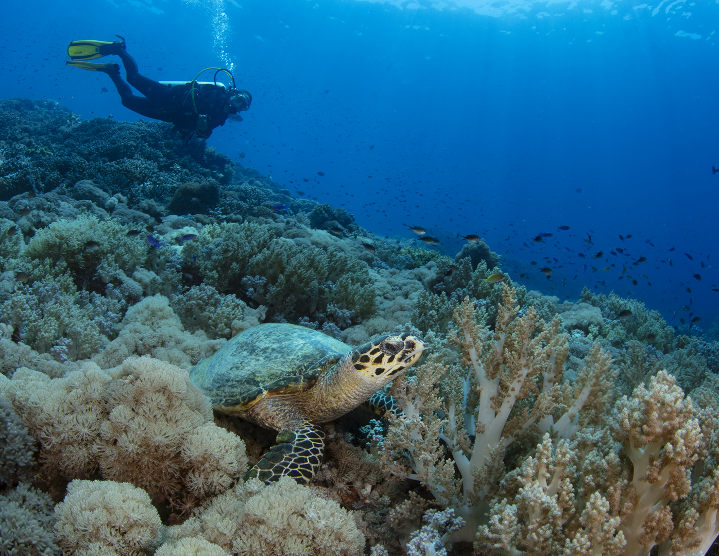 Tubbataha, Philippines aboard Philippines Aggressor II, May 2-9, 2026 ...